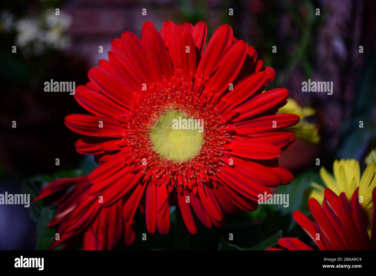 Beautiful Blooms Assorted Spring Flowers Stock Photo - Alamy