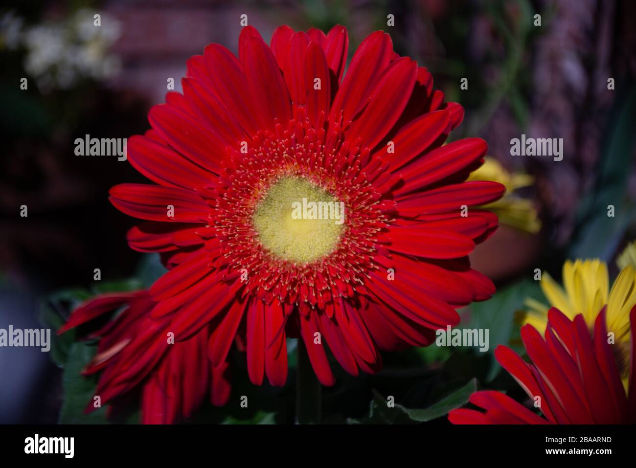 Beautiful Blooms Assorted Spring Flowers Stock Photo - Alamy