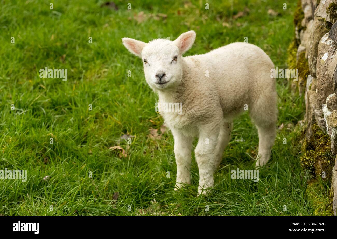 Smiling lamb hi-res stock photography and images - Alamy