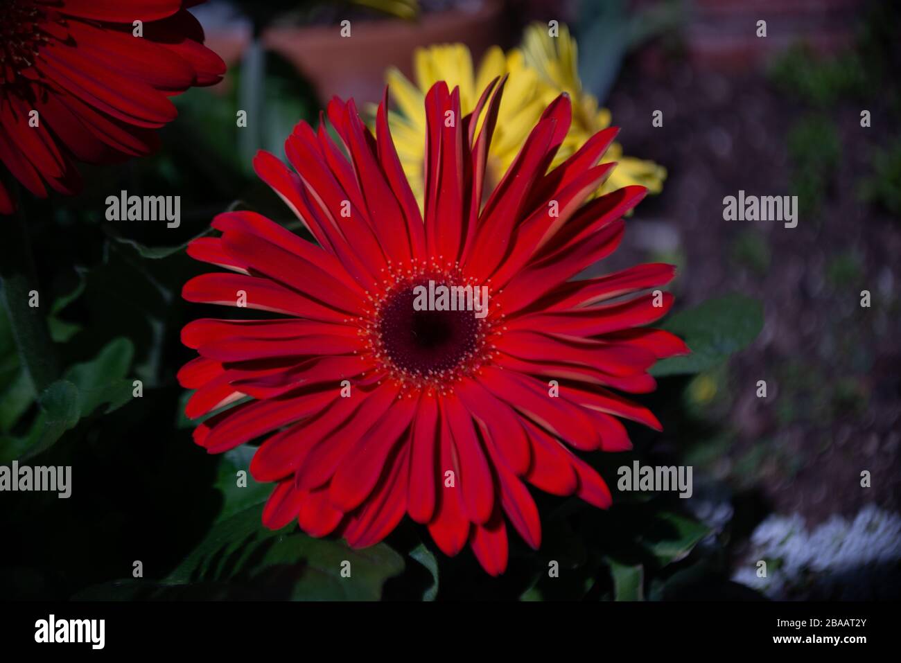 Beautiful Blooms Assorted Spring Flowers Stock Photo - Alamy