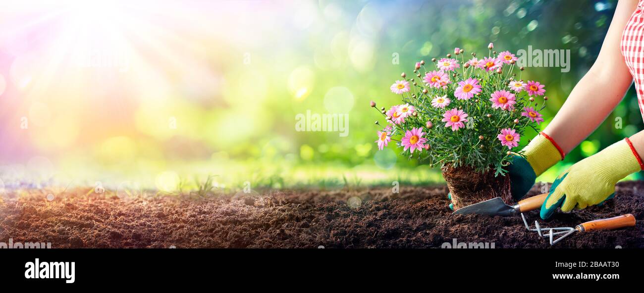 Gardening - Gardener Planting A Daisy In The Soil Stock Photo - Alamy