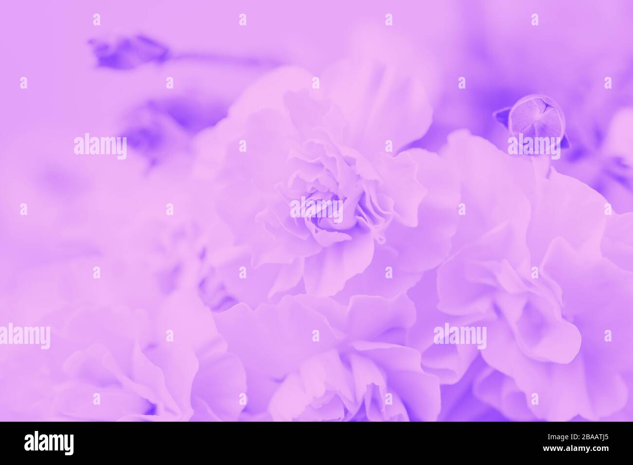 Violet abstract background. Floral gradient background, delicate ...