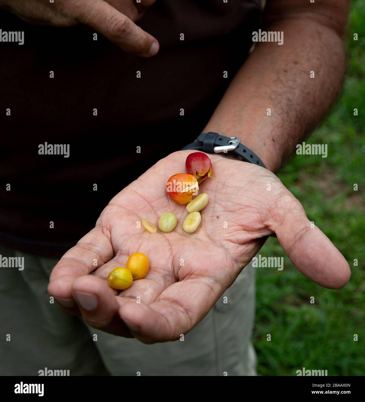 Berries in hand hi-res stock photography and images - Alamy