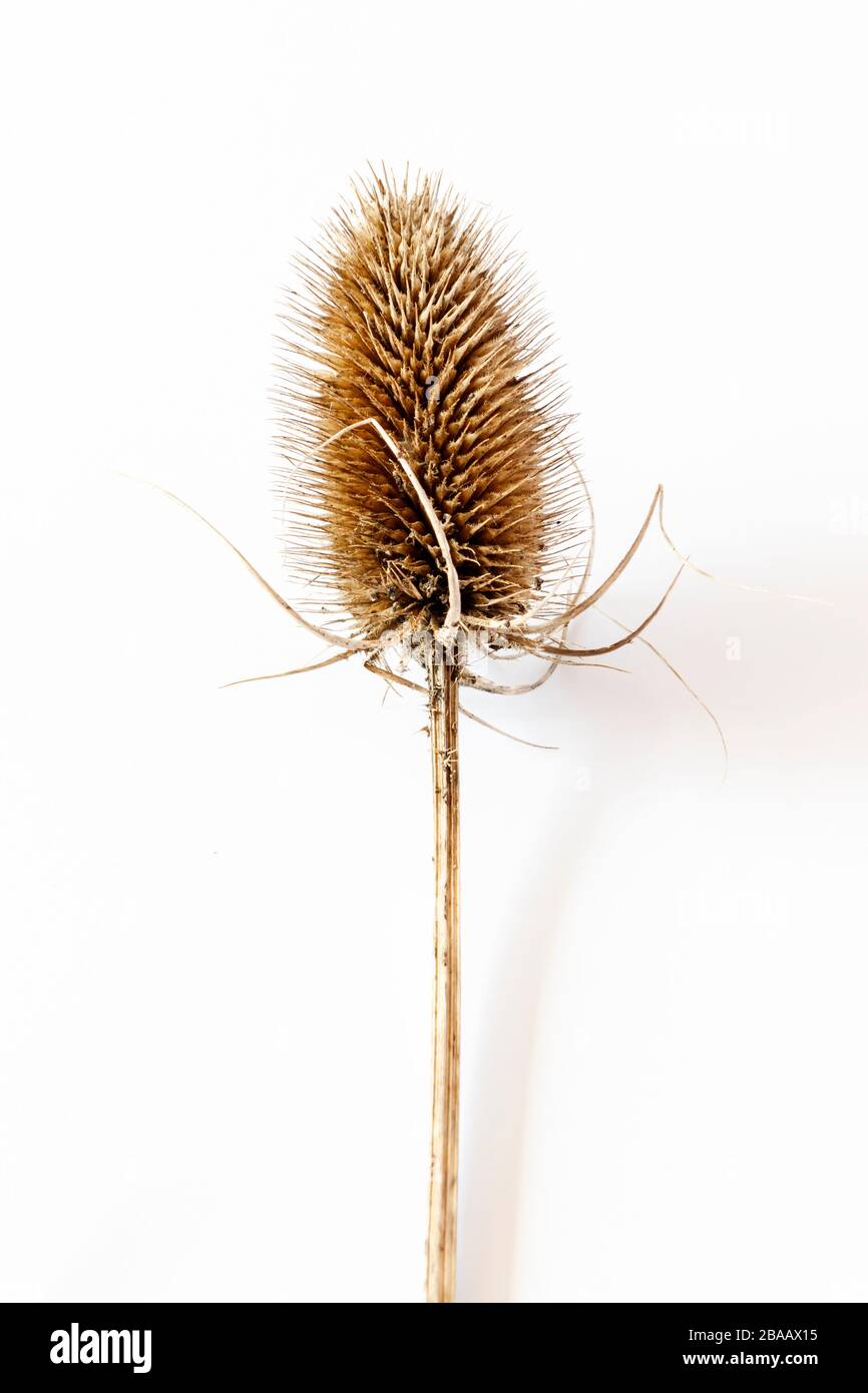 A dry teasel seed head on a white background Stock Photo - Alamy