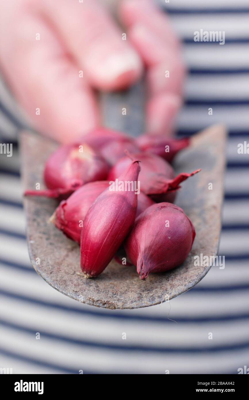 Allium cepa 'Red Baron' onion set on a trowel ready for starting off in ...