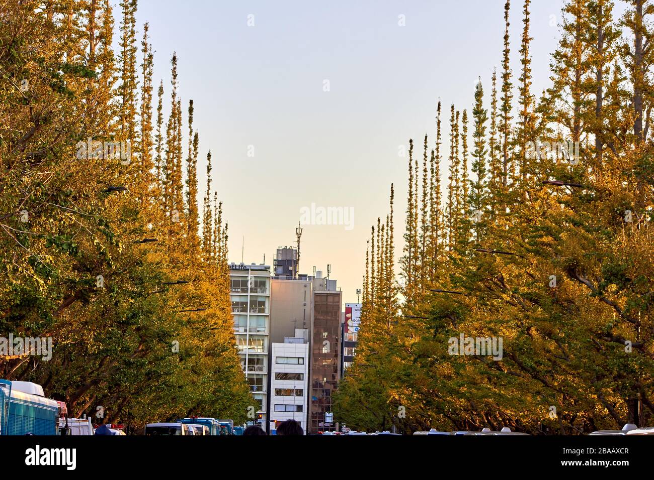 Yellow ginkgo trees lined up in Tokyo Stock Photo - Alamy