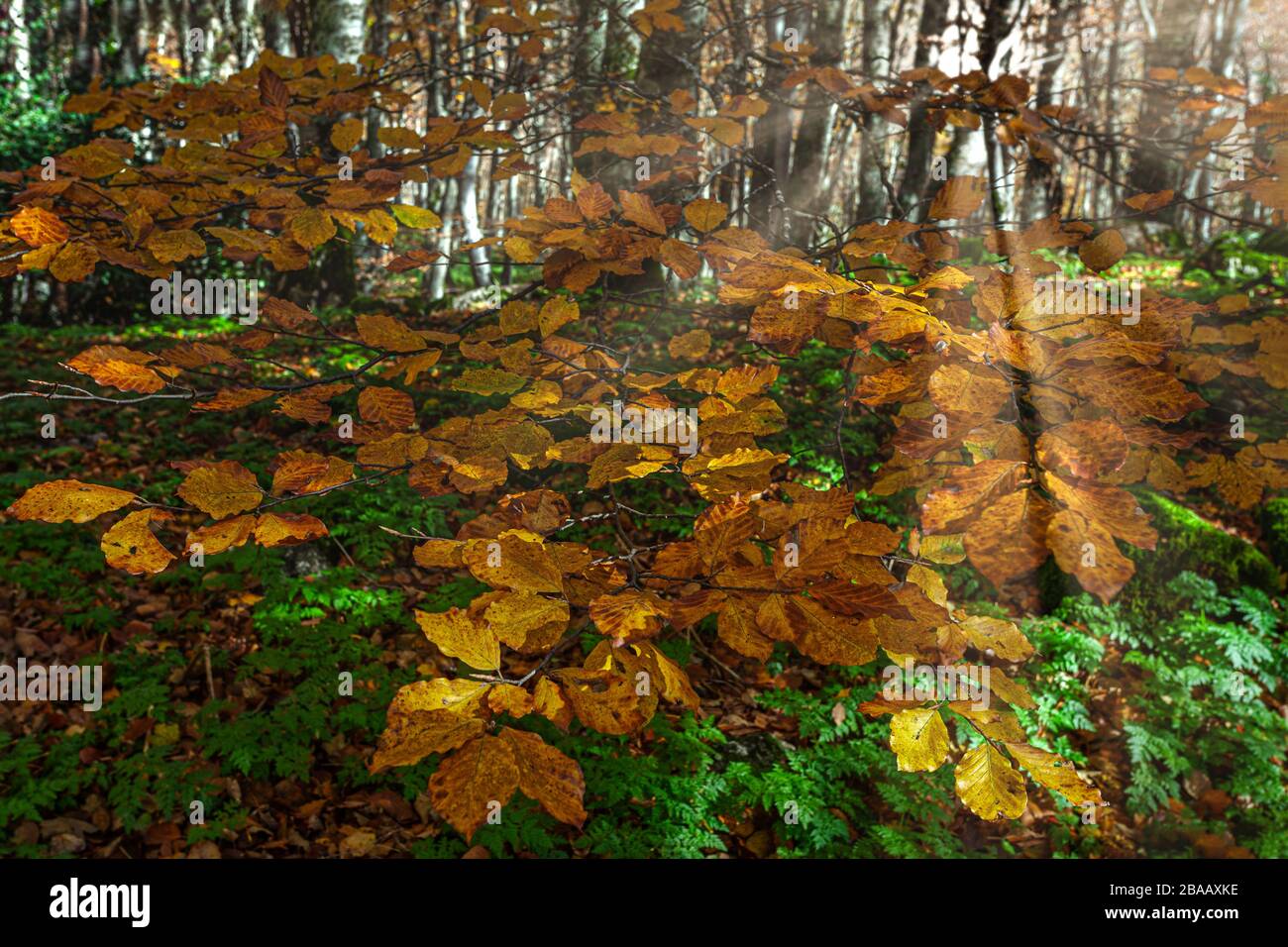 Red beech tree hi-res stock photography and images - Alamy