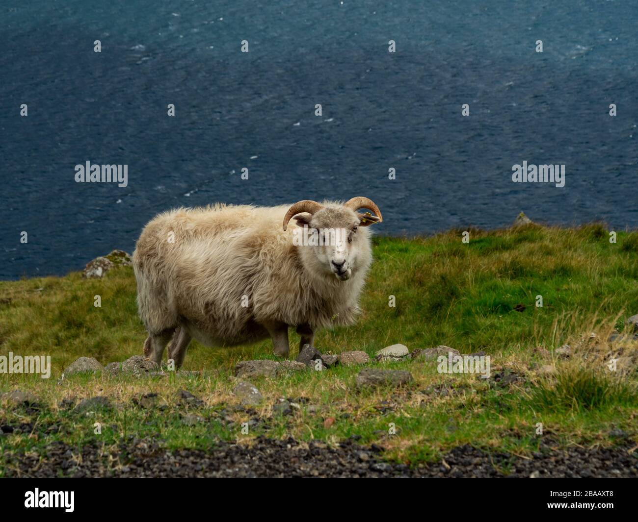 Faroe islands sheep hi-res stock photography and images - Alamy