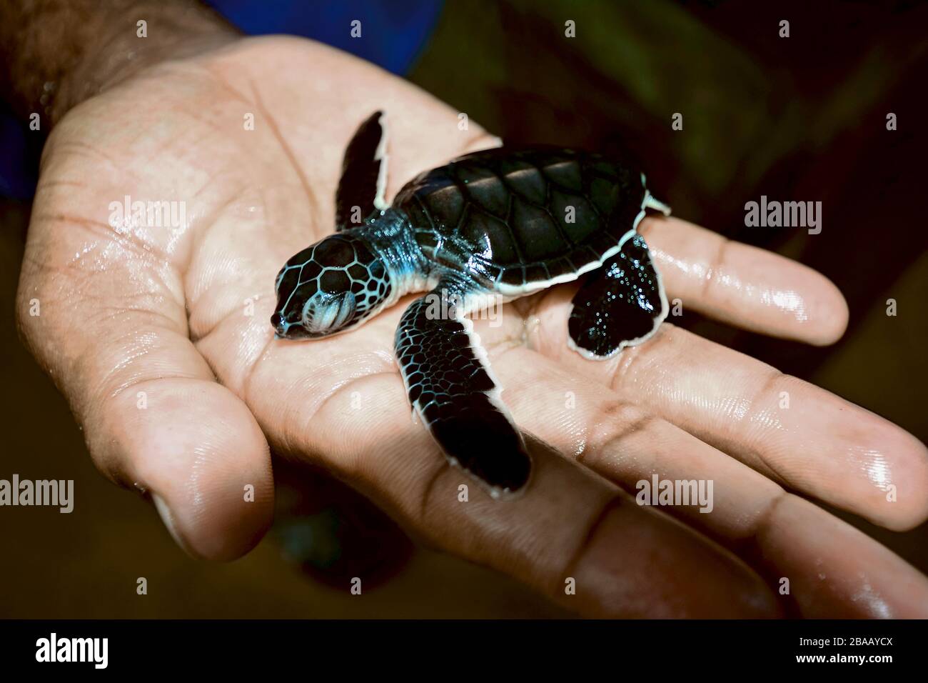 Small Sea Turtle On Hand At A Sea Turtle Conservation Project In ...
