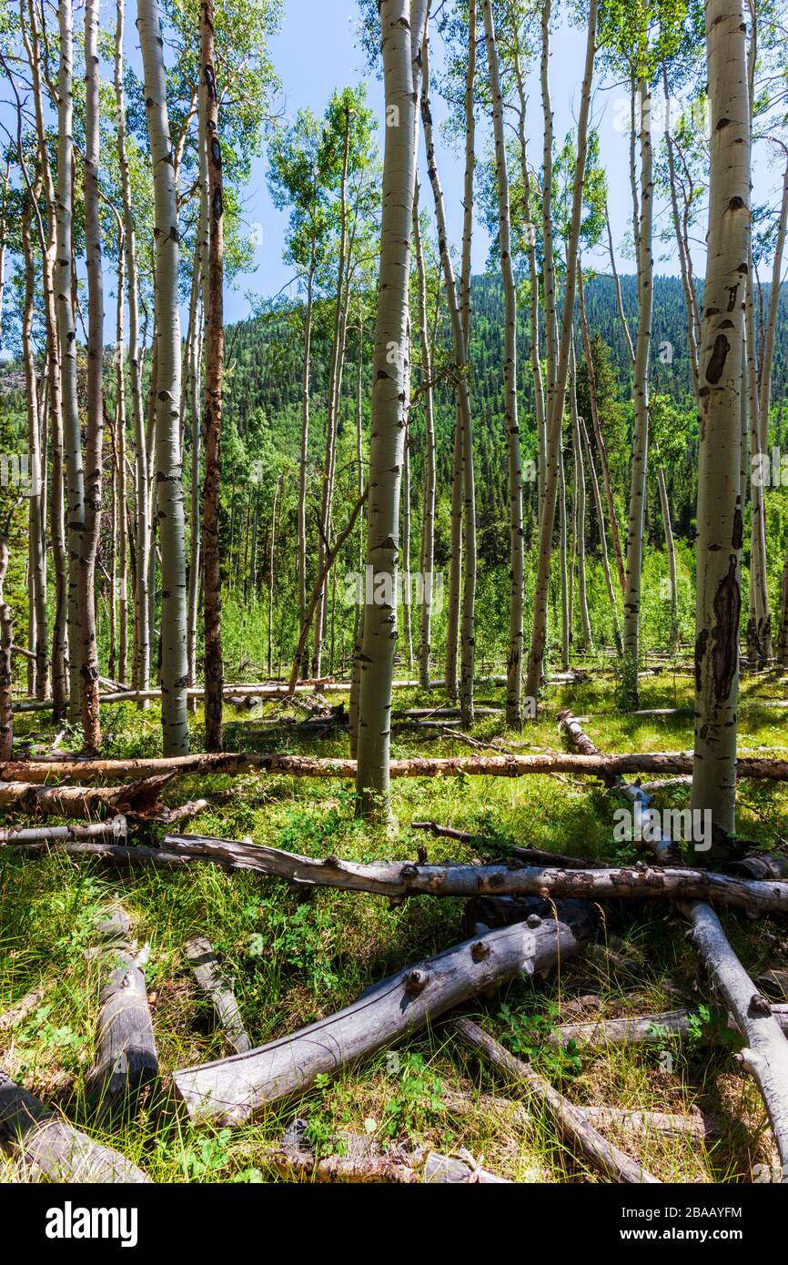 Aspen trees near Monarch Pass, Chaffee County, Colorado, USA Stock ...