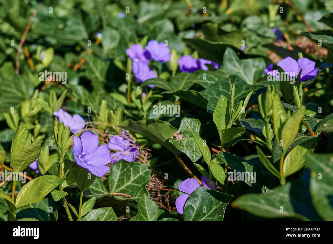 Close-up of common periwinkle (Vinca minor) with bright purple flowers ...