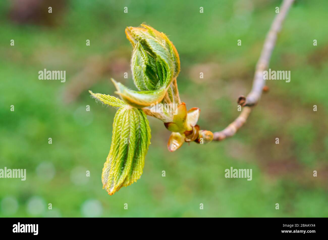 young sprout of chestnut leaves, spring sprout of chestnut Stock Photo ...