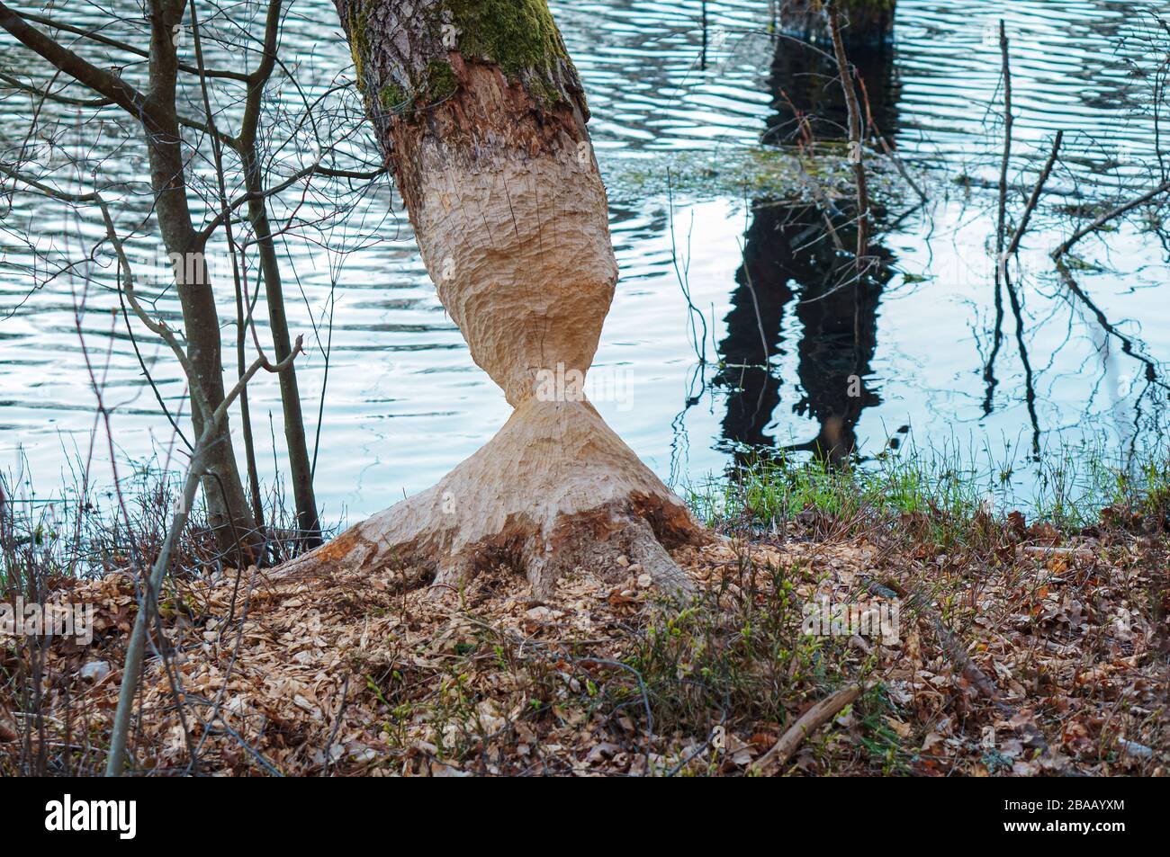 tree gnawed by the beaver, the beaver teeth marks on a tree trunk Stock ...