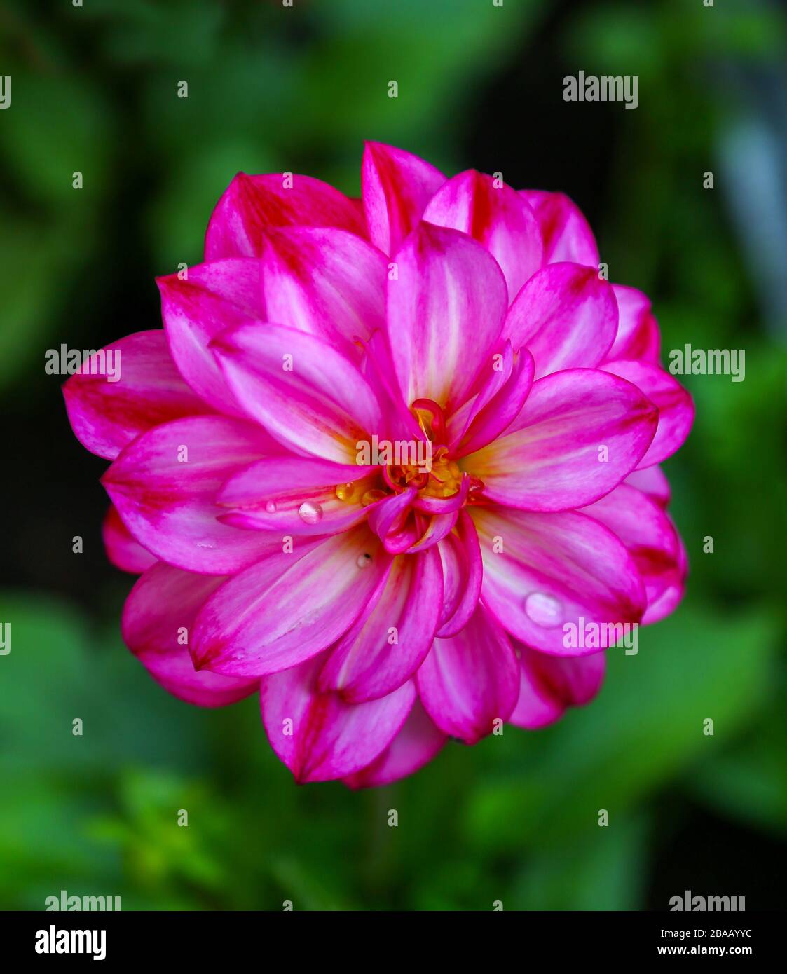 Magenta flower hi-res stock photography and images - Alamy