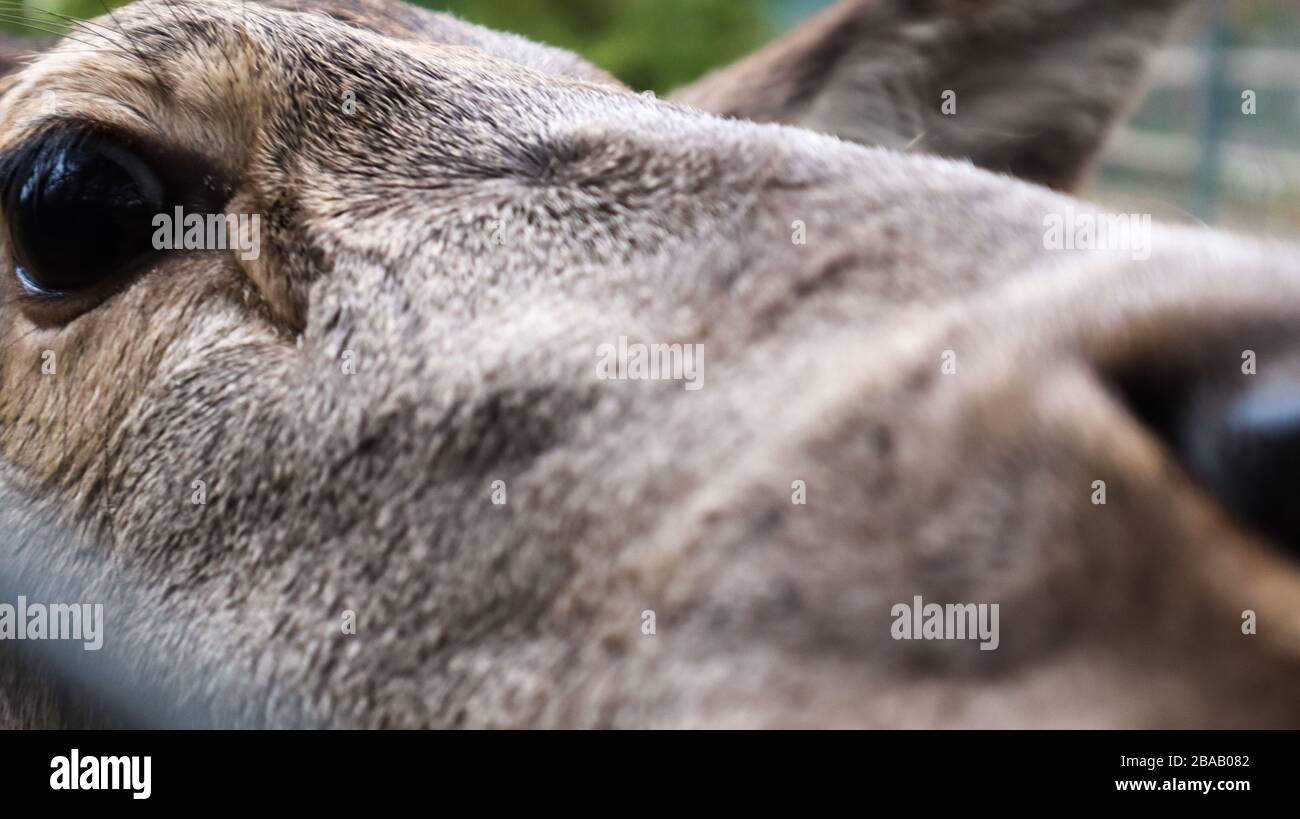White-tailed deer very detailed close-up portrait. With a deer eye ...