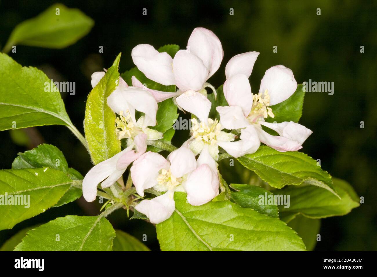 Vacaria brazil hi-res stock photography and images - Alamy