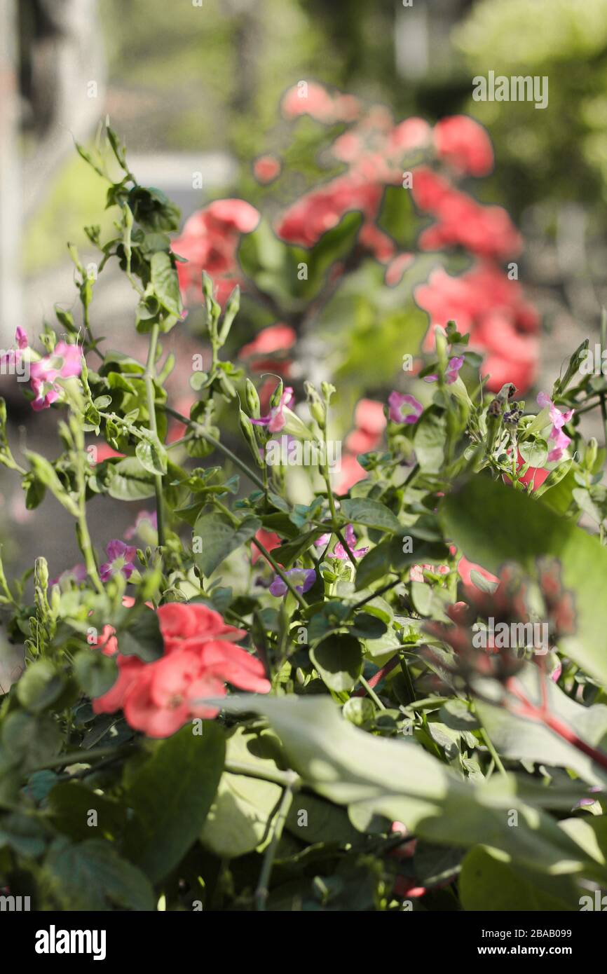 Beautiful natural flowers in hi-res stock photography and images - Alamy