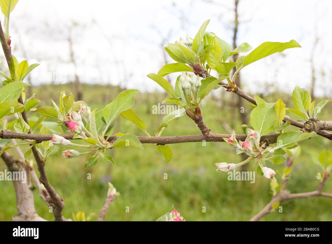 Vacaria brazil hi-res stock photography and images - Alamy