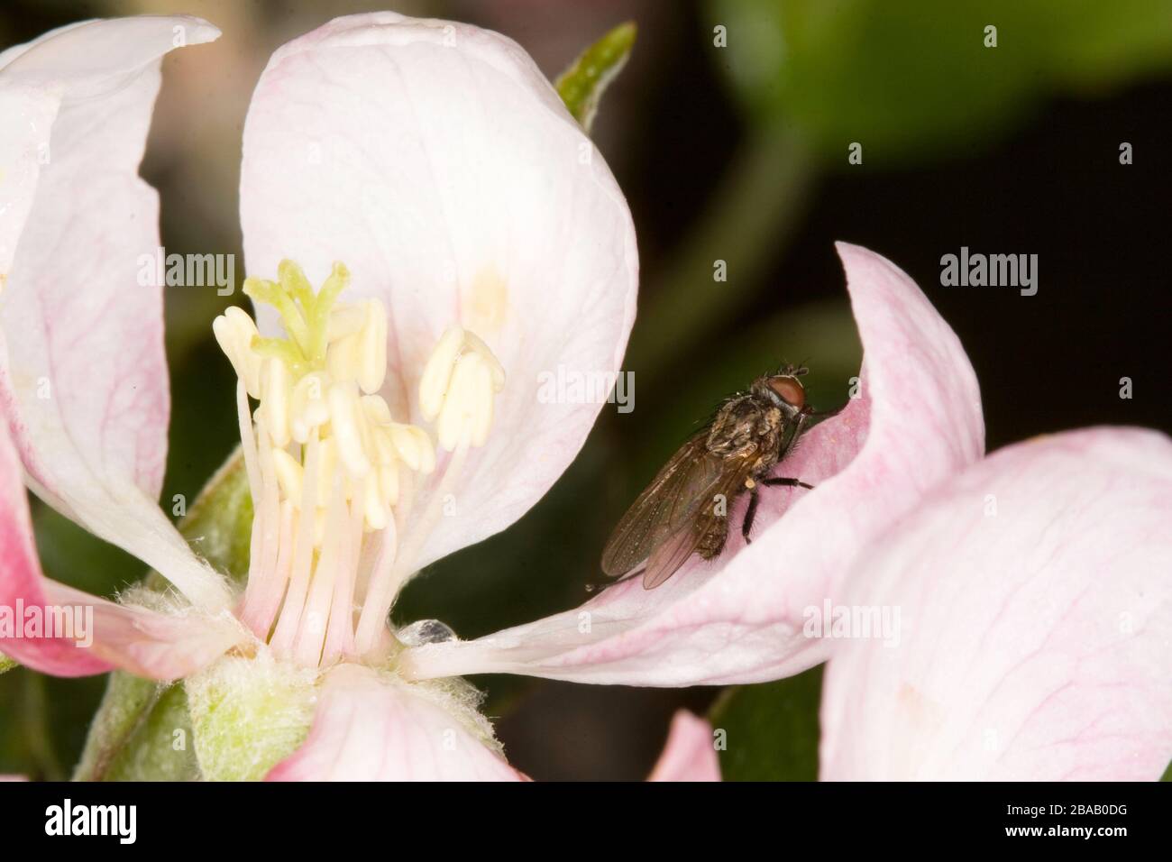 Fly in Flower of Apple tree , Malus sp, Vacaria, Rio Grande do Sul ...