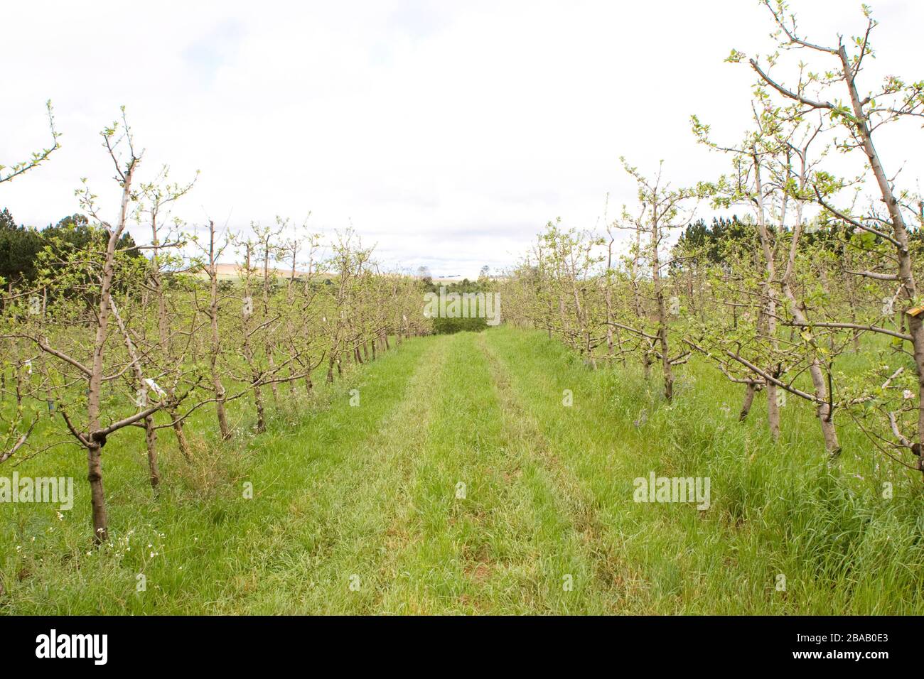 Vacaria brazil hi-res stock photography and images - Alamy