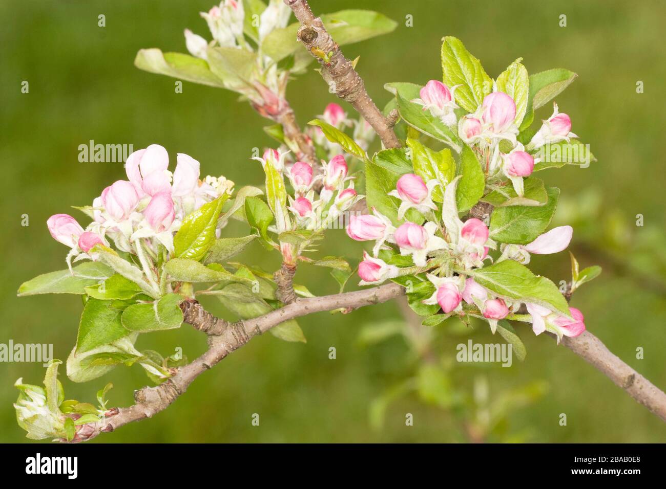Vacaria brazil hi-res stock photography and images - Alamy
