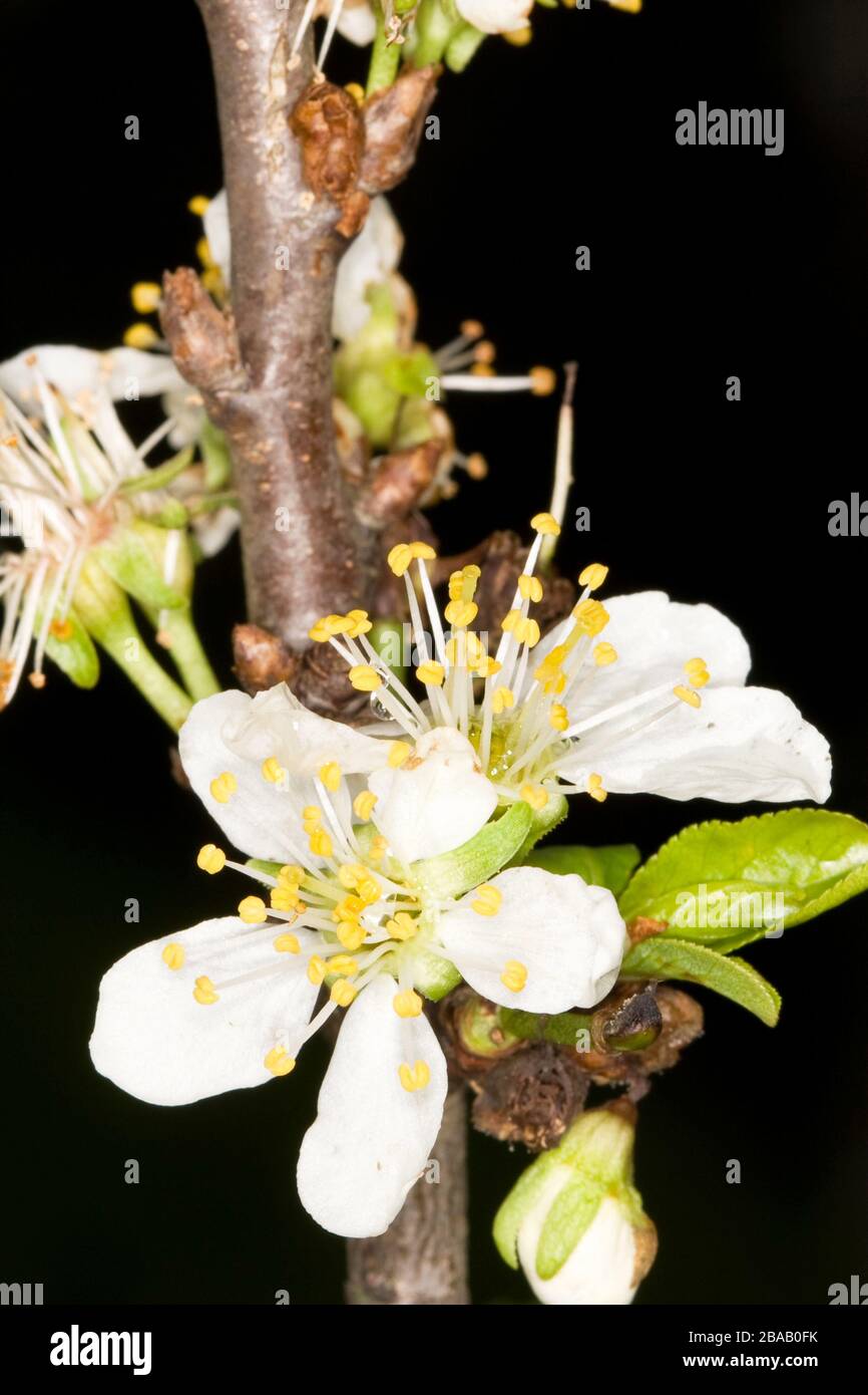 Flower, Peach, Prunus persica, Vacaria, Rio Grande do Sul, Brazil Stock ...