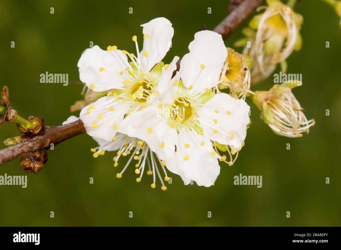 Vacaria brazil hi-res stock photography and images - Alamy