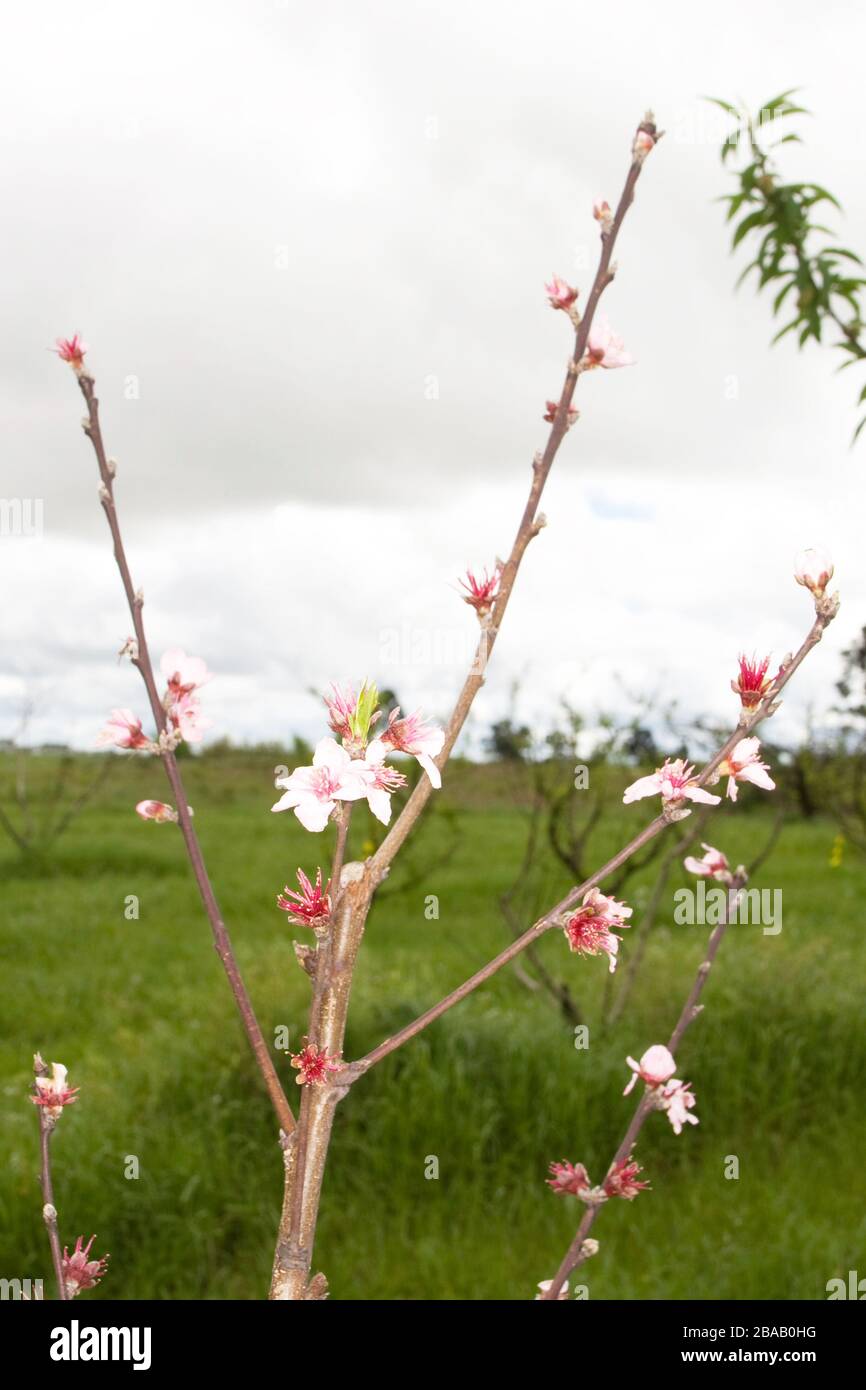 Flower, Peach, Prunus persica, Vacaria, Rio Grande do Sul, Brazil Stock ...