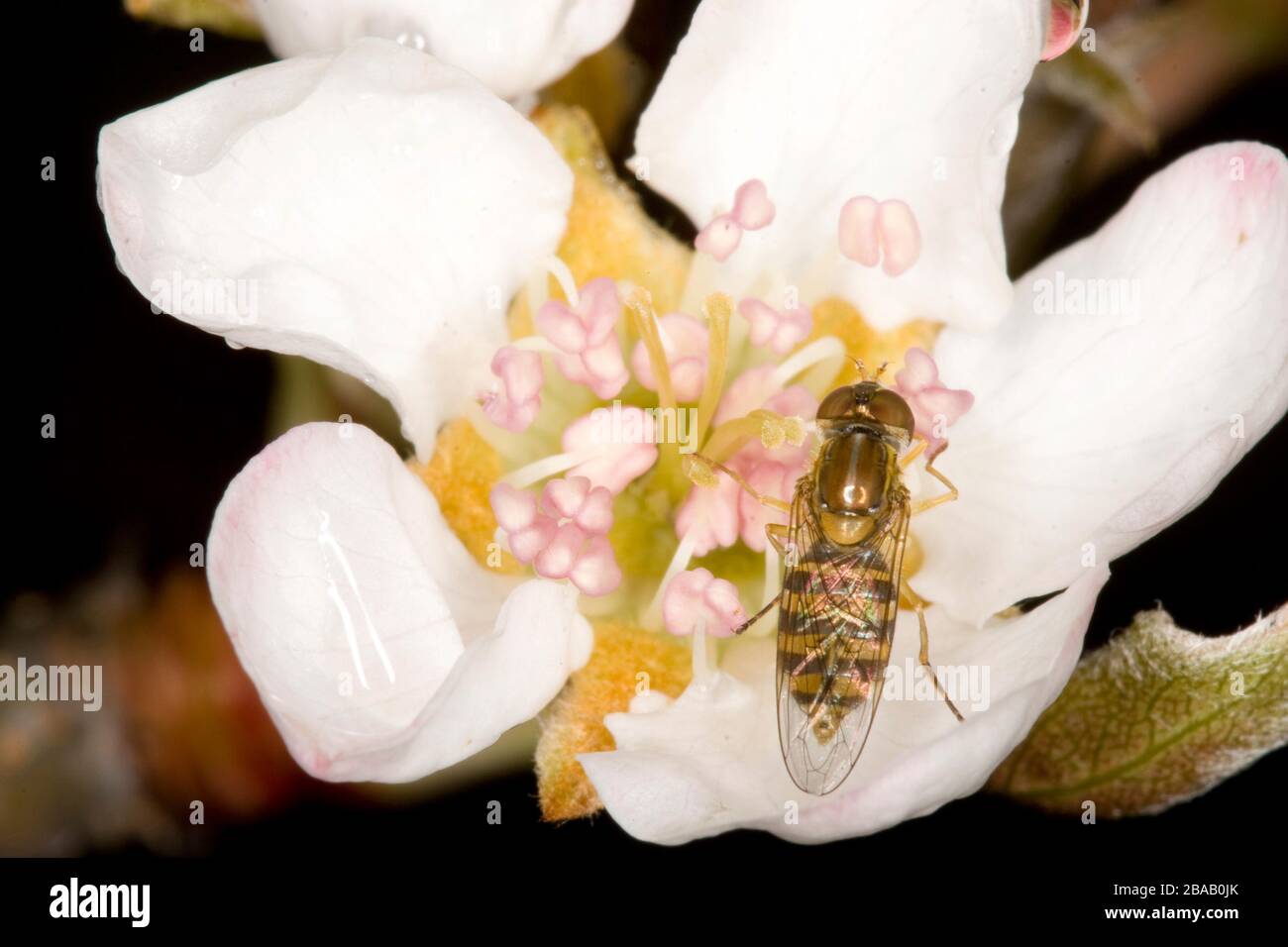 Fly in Flower of Peach tree, Vacaria, Rio Grande do Sul, Brazil Stock ...