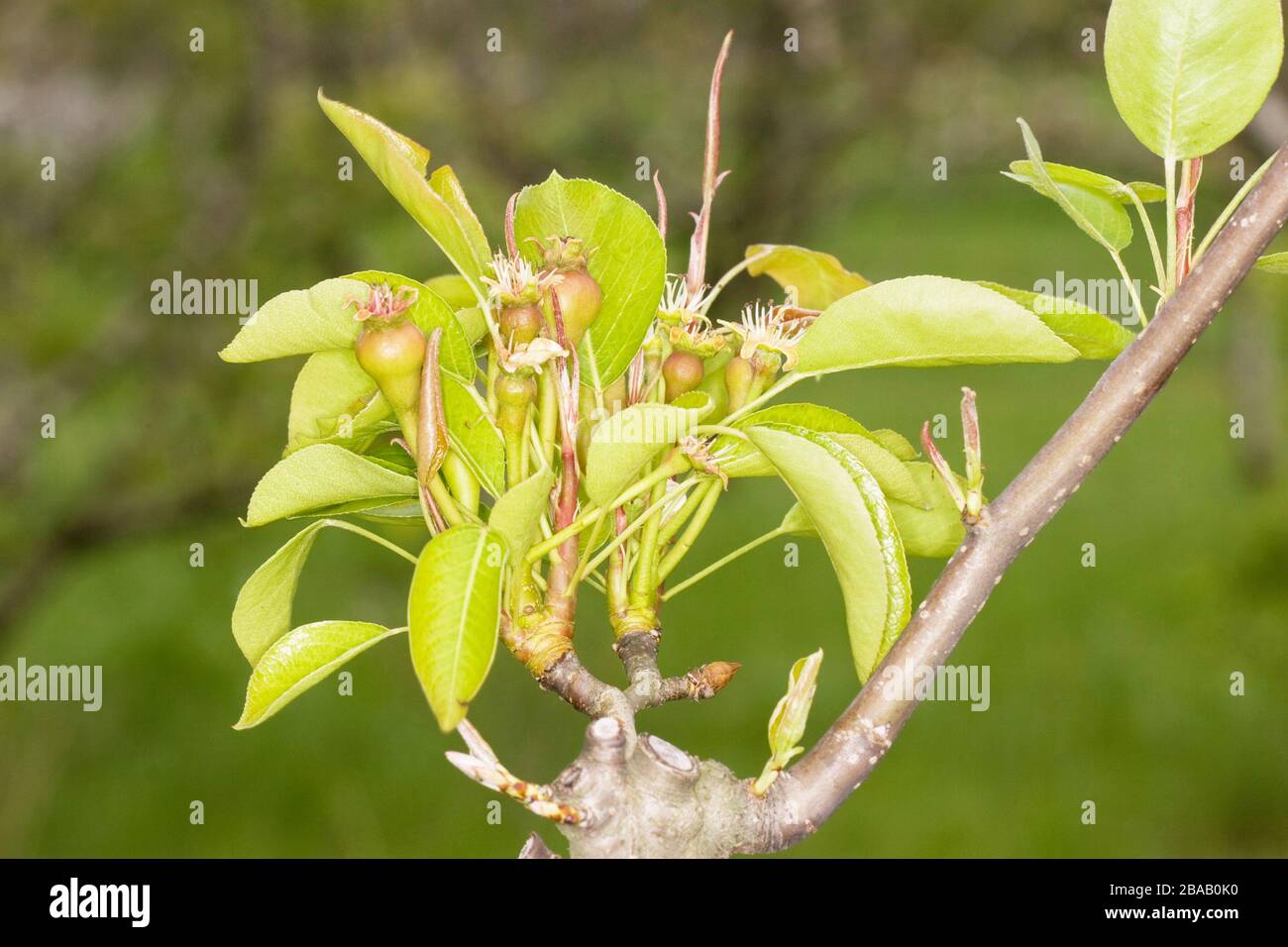 Fecundated ovary of the Apple tree , Malus sp, Vacaria, Rio Grande do ...