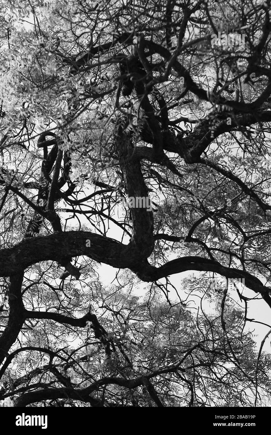 Leaves foliage flowers plants Black and White Stock Photos & Images - Alamy