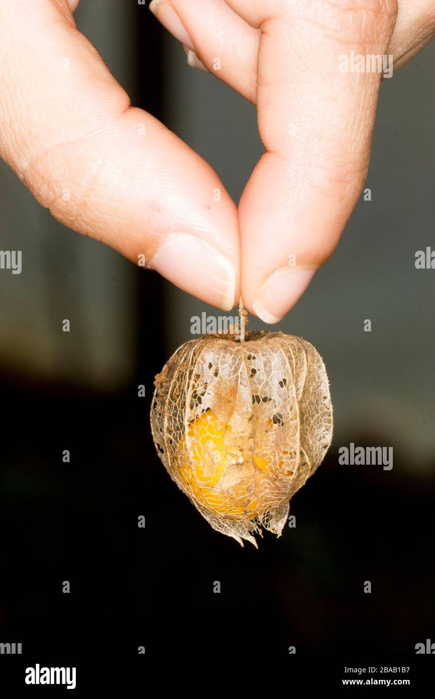 Vacaria High Resolution Stock Photography and Images - Alamy