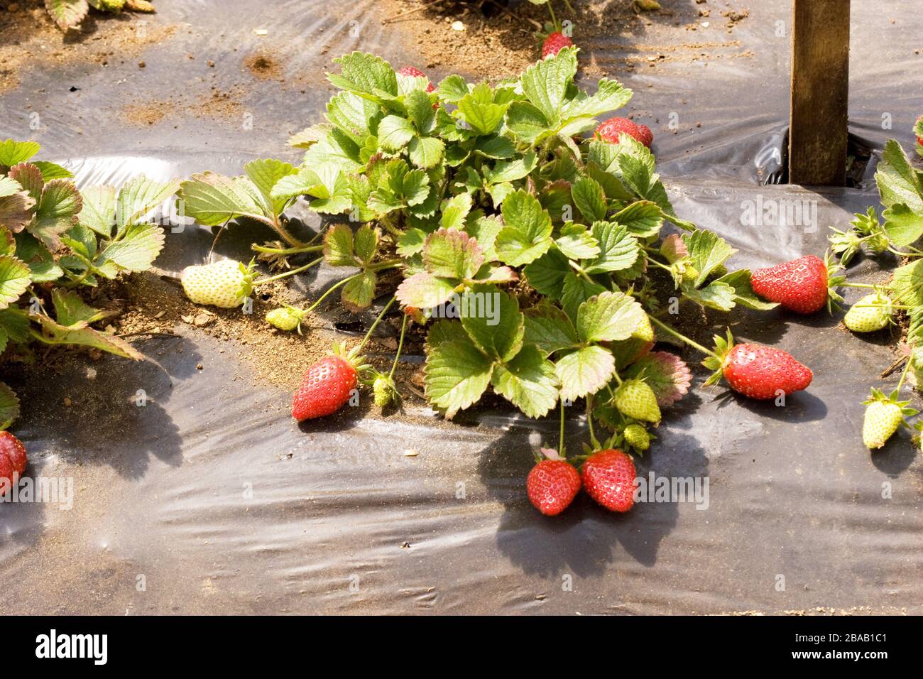 Cultivation of Strawberry in Nursery, Vacaria, Rio Grande do Sul ...