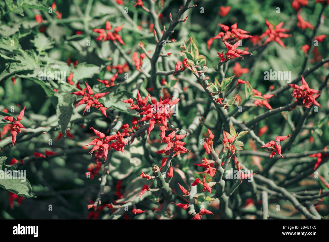 Beautiful plants and flowers in garden Stock Photo - Alamy