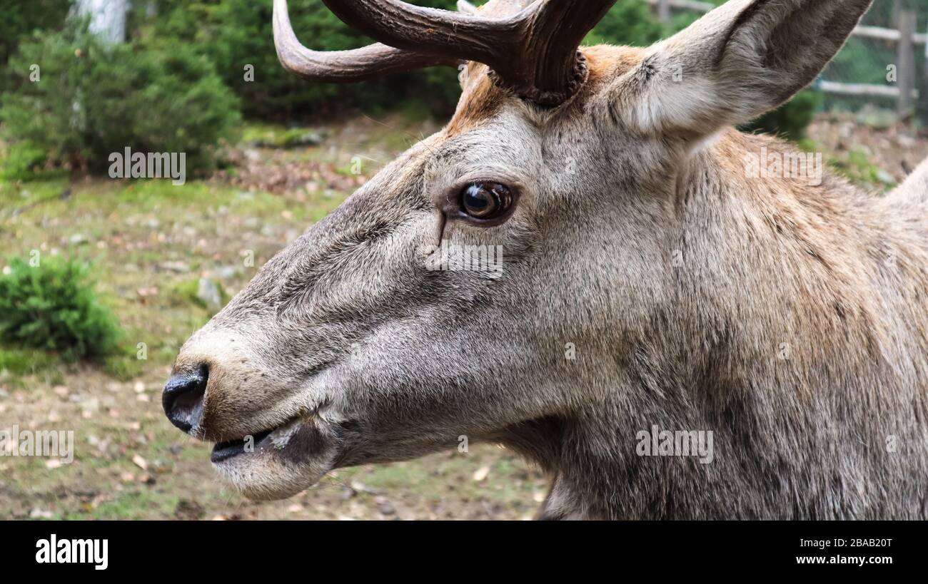 White-tailed deer very detailed close-up portrait. With a deer eye ...