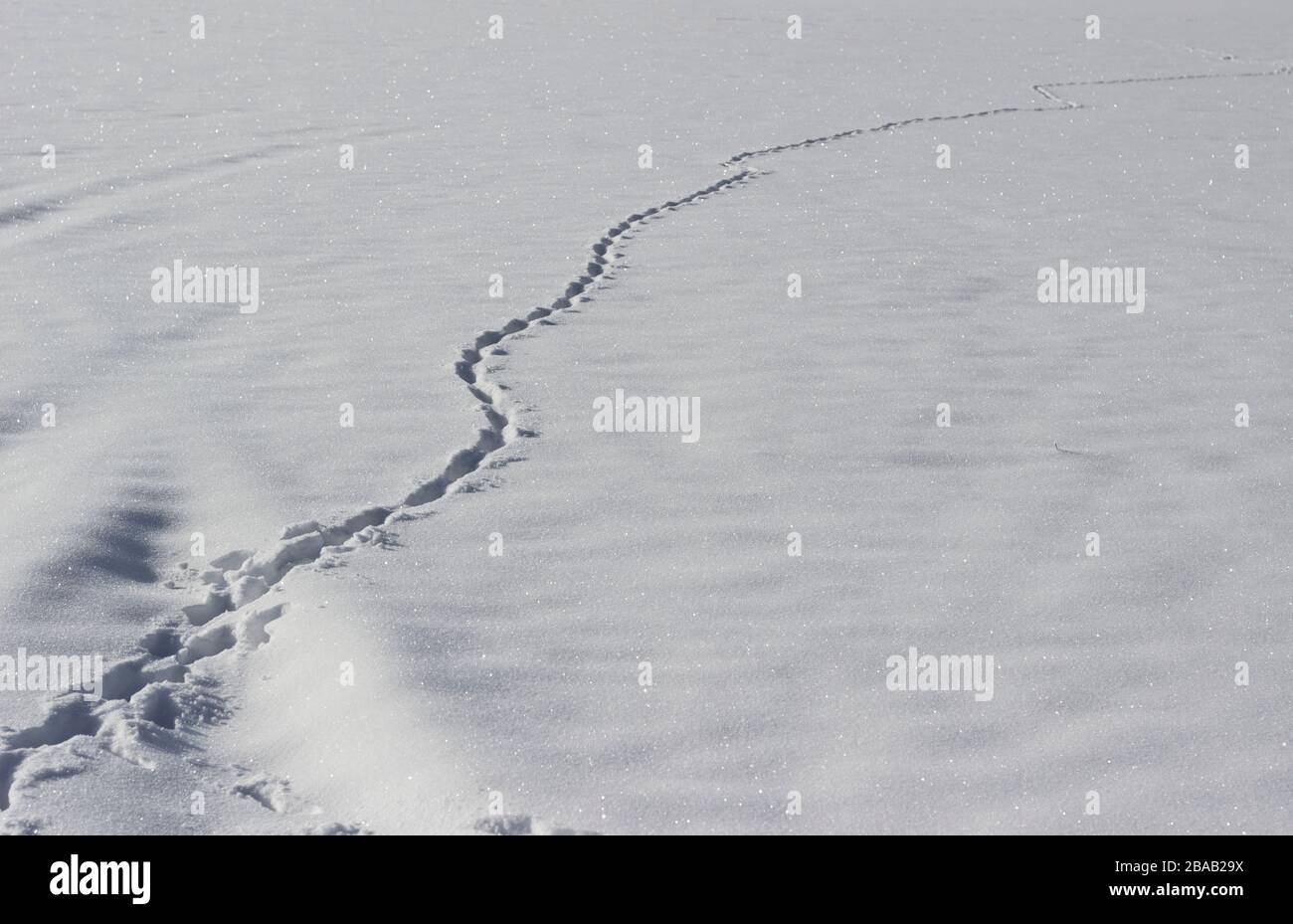 Animal trace hi-res stock photography and images - Alamy