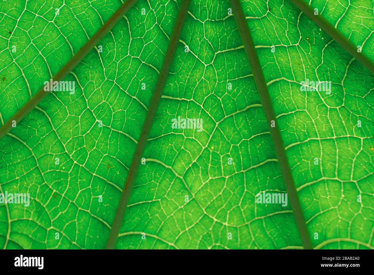 Big triangle leaf hi-res stock photography and images - Alamy