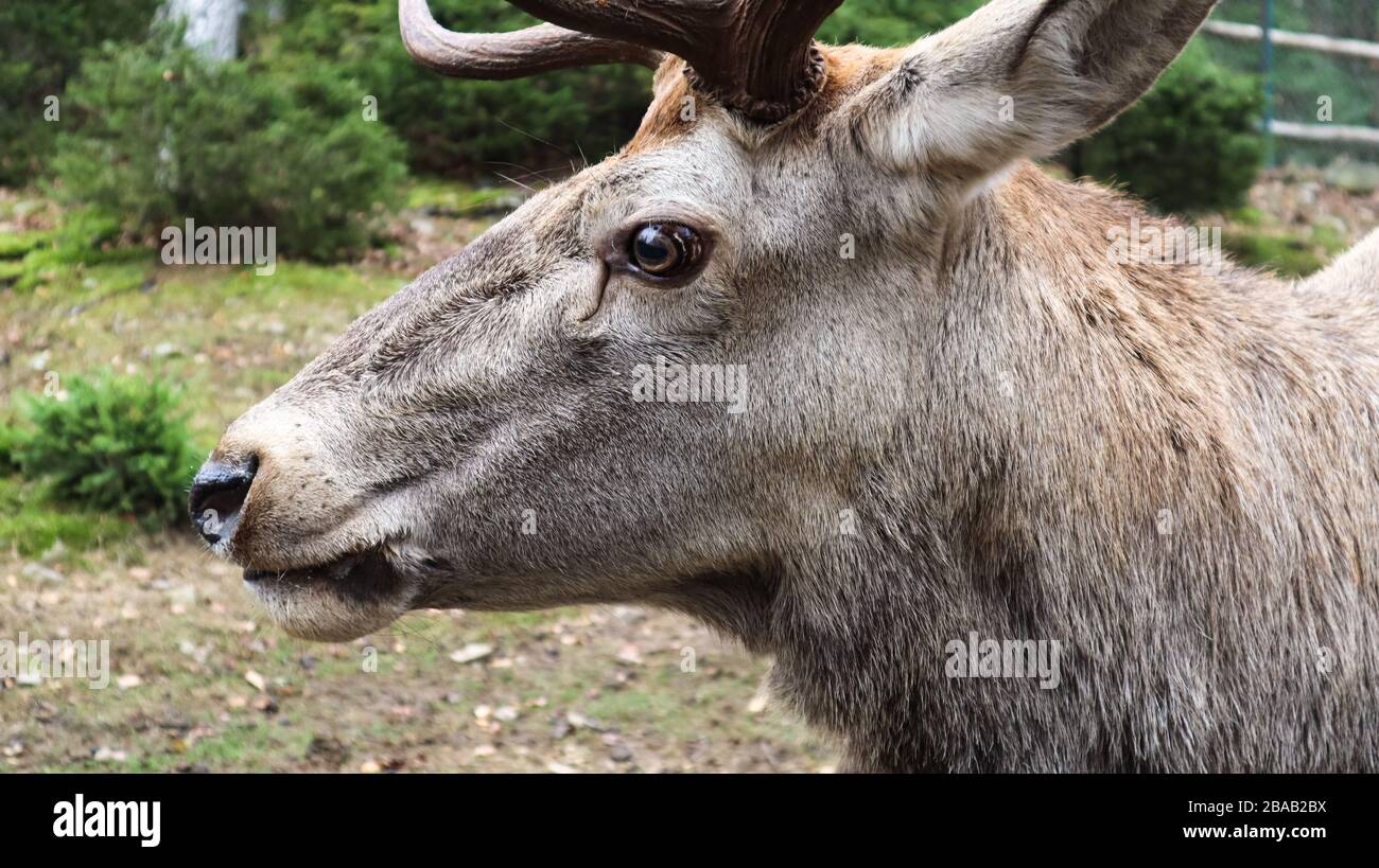 White-tailed deer very detailed close-up portrait. With a deer eye ...