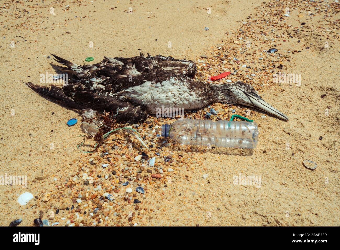Dead seagull washed up on the beach surrounded by waste plastic Stock ...