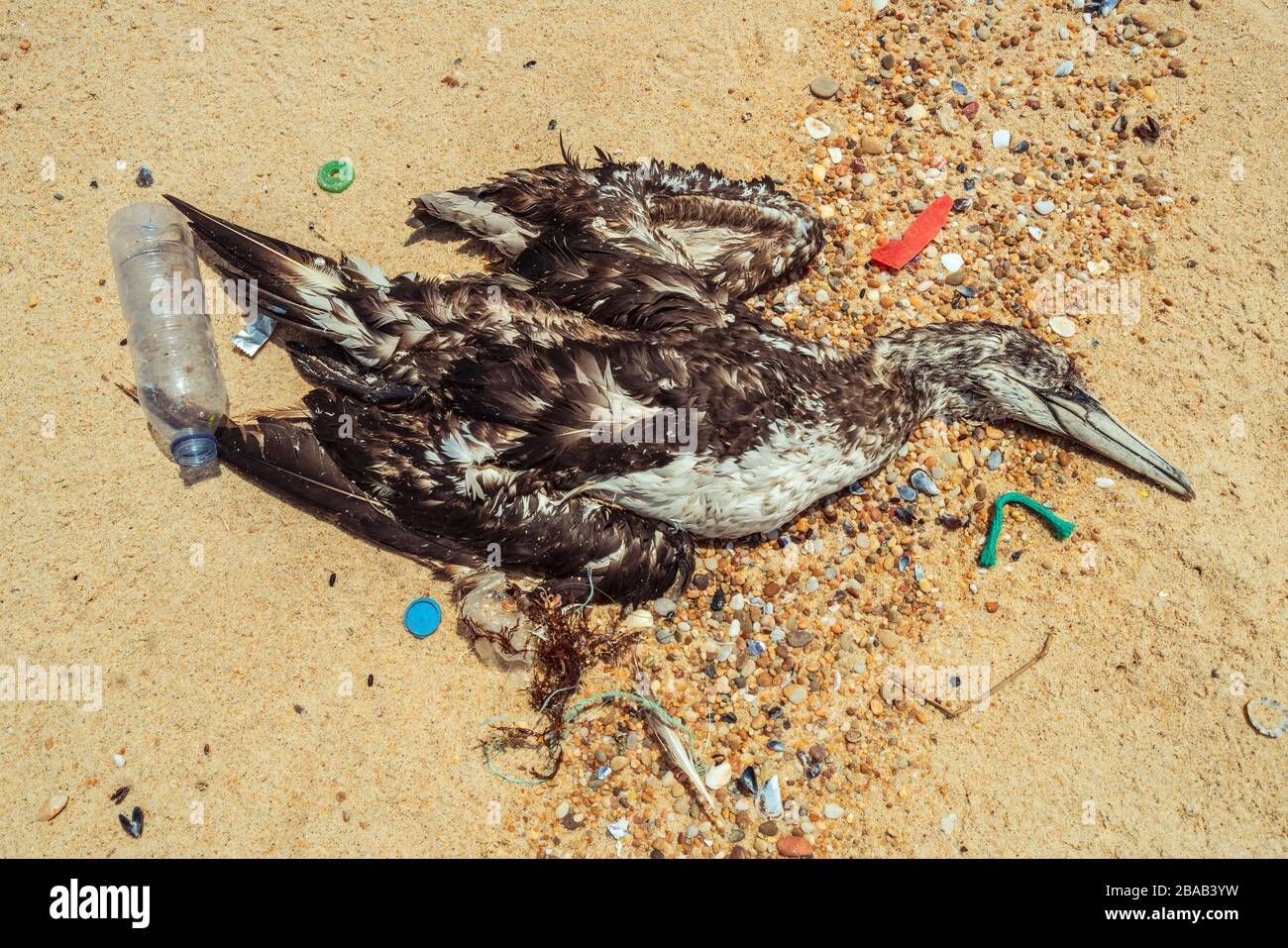 Dead seagull washed up on the beach surrounded by waste plastic Stock ...