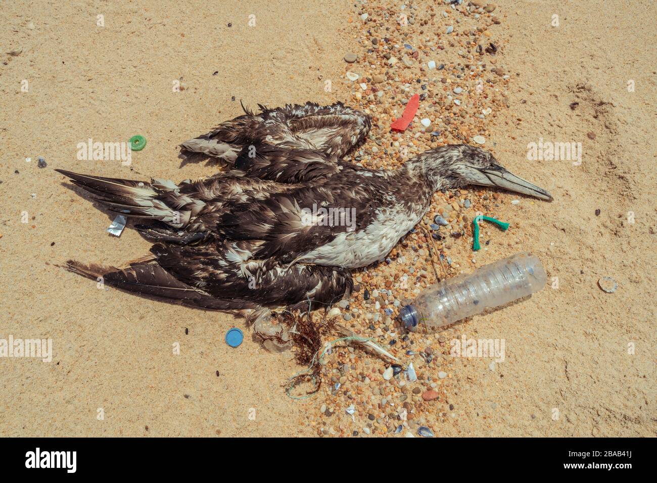 Dead seagull washed up on the beach surrounded by waste plastic Stock ...
