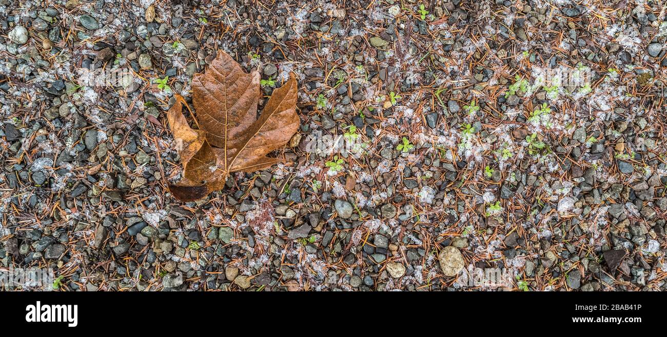 Cold leaf hi-res stock photography and images - Alamy