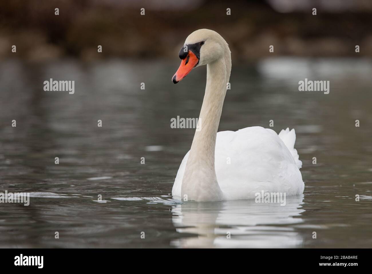 Closeup White and Orange Mute Swam Floating on the River Stock Photo ...