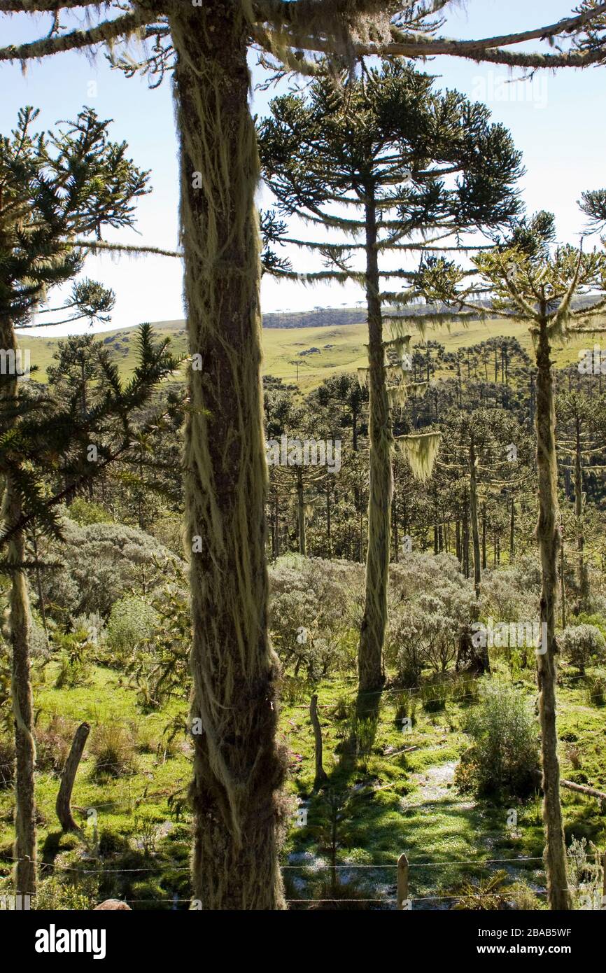 Pinheiro grande hi-res stock photography and images - Alamy