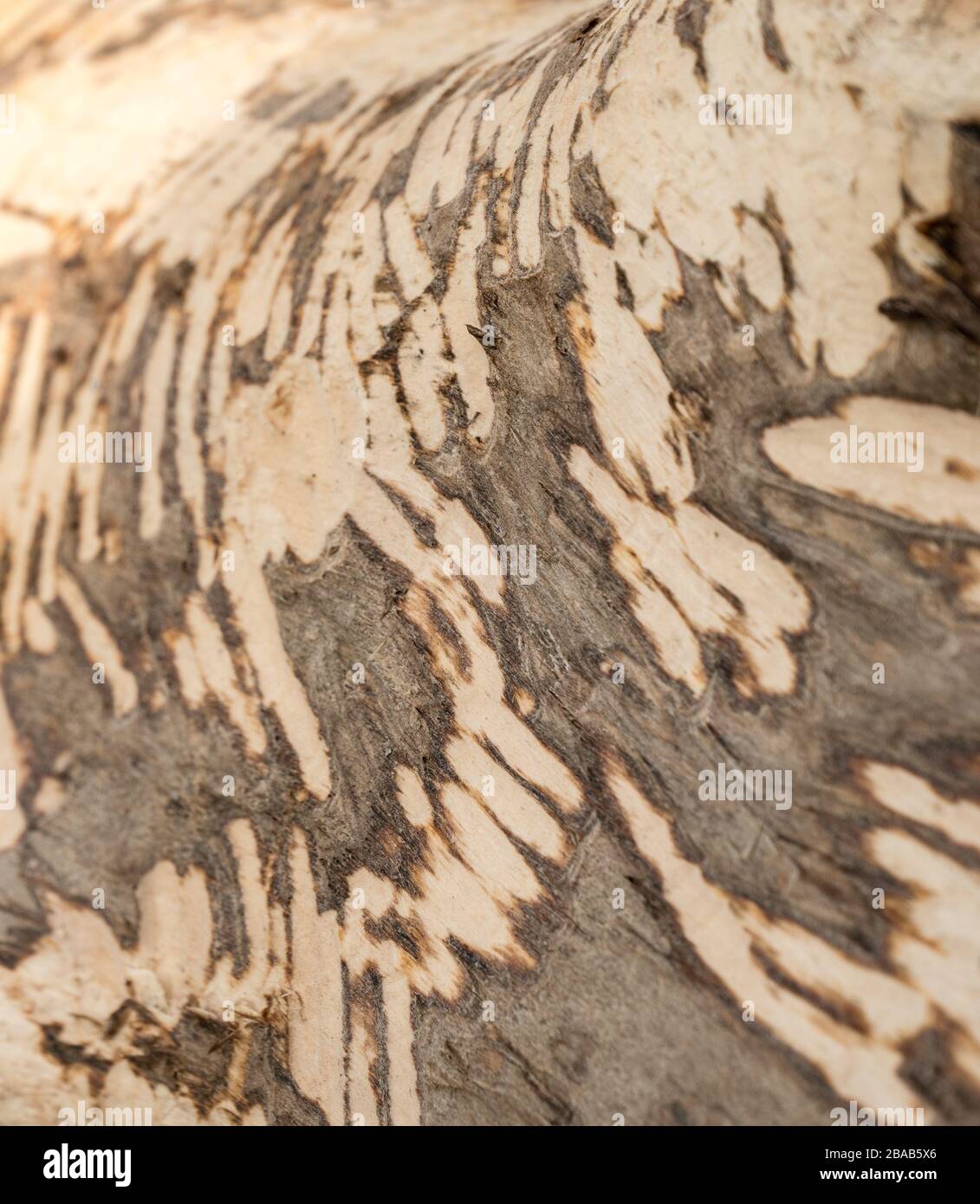 Beaver bite marks Stock Photo - Alamy