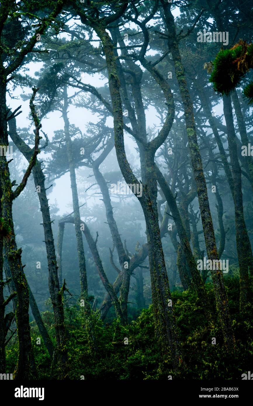 Fog in scenic forest at Point Reyes National Seashore, California, USA ...