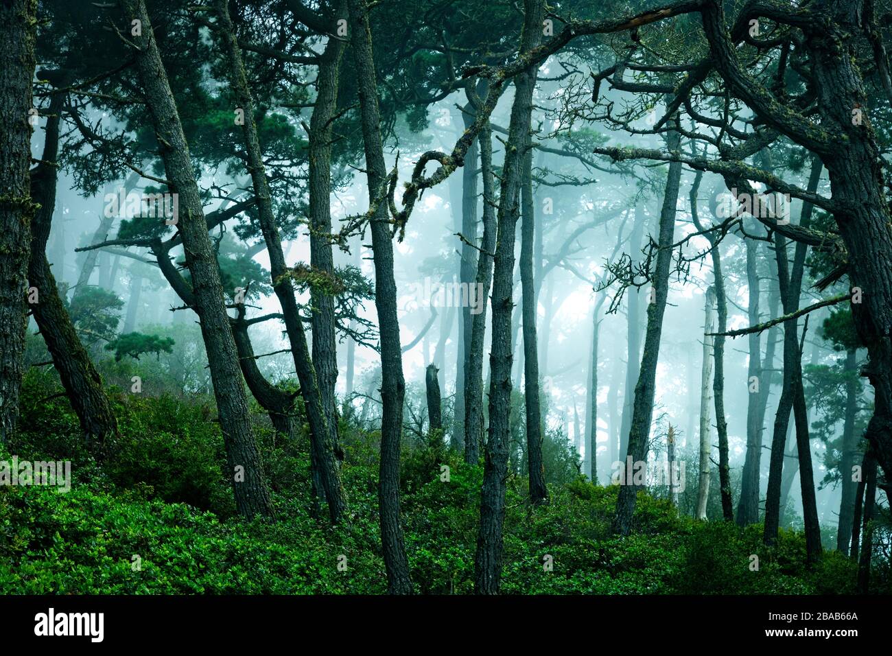 Fog in scenic forest at Point Reyes National Seashore, California, USA ...