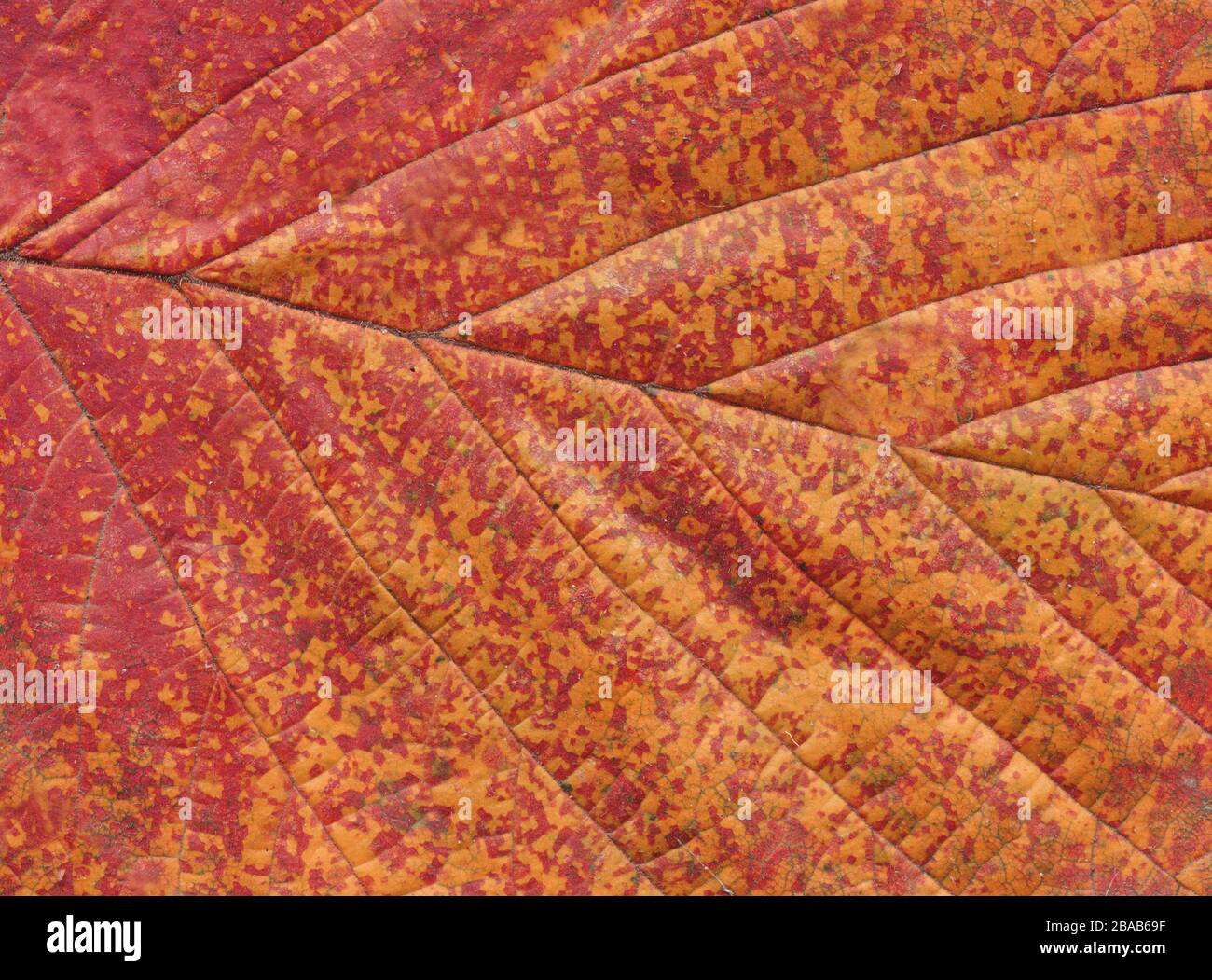 Colorful golden autumn leaf background close up. Colorful autumnal tree ...