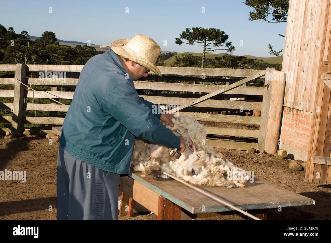 Sheep shearing table hi-res stock photography and images - Alamy
