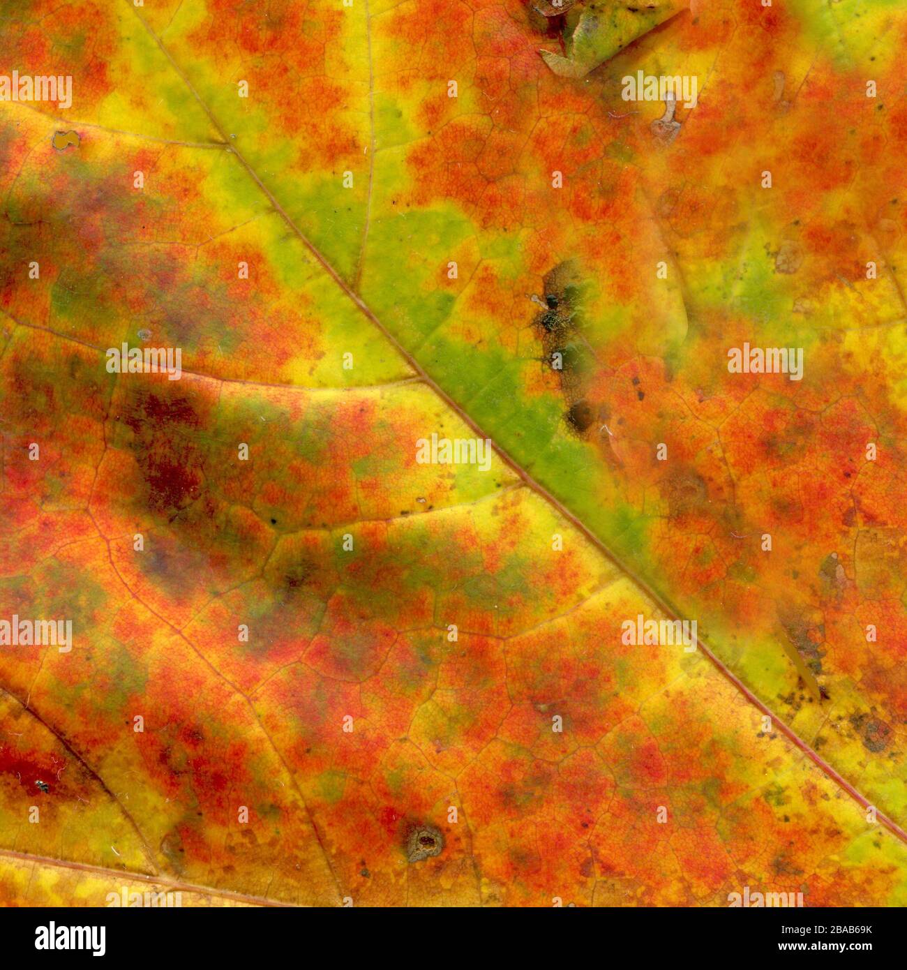 Colorful leaf texture hi-res stock photography and images - Alamy